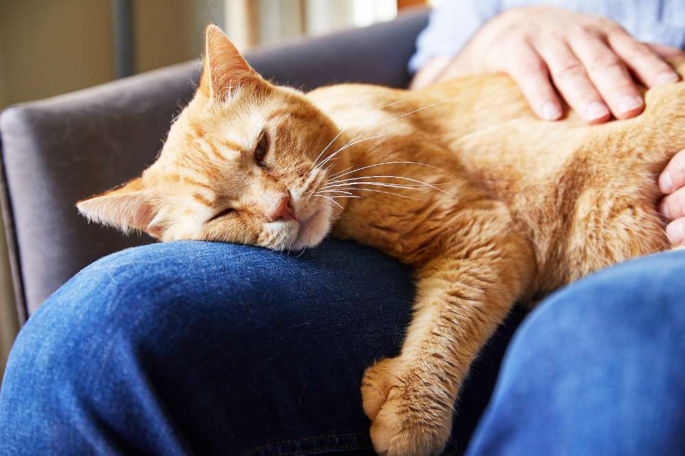 Euthanasia and end-of-life preparation | Banfield Pet Hospital®