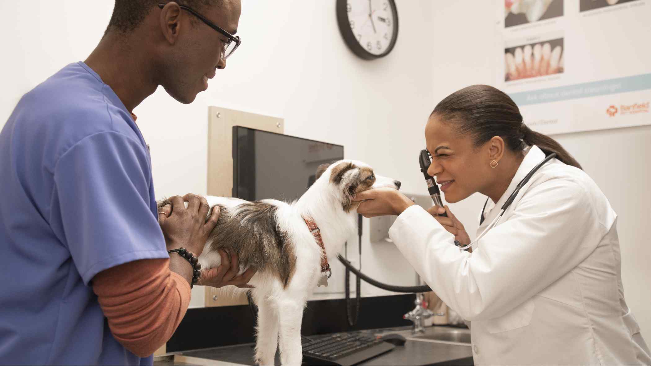 jobs that work with animals | Banfield Pet Hospital®
