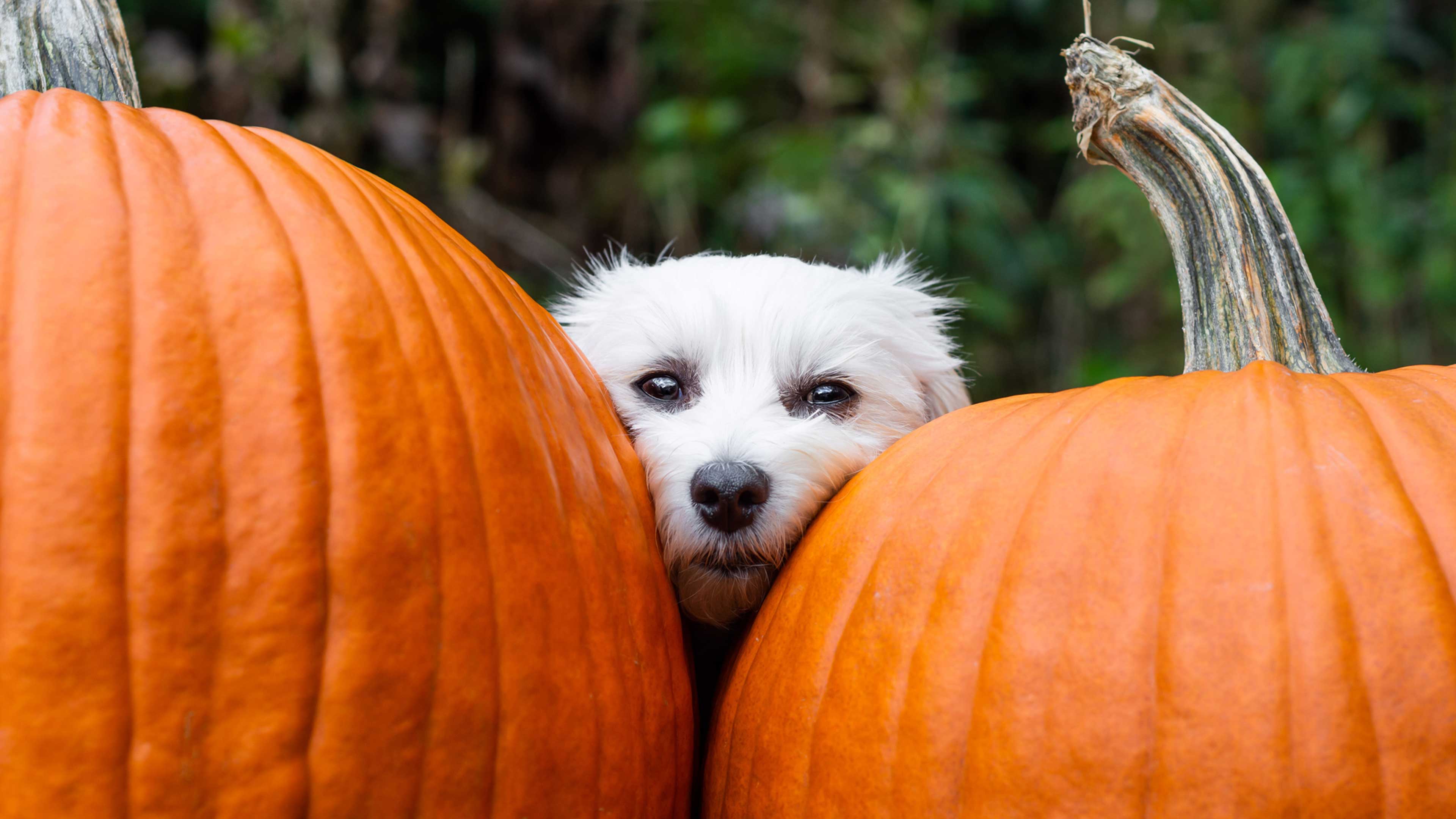 Pumpkins, pets, and fall-time fun | Banfield Pet Hospital®