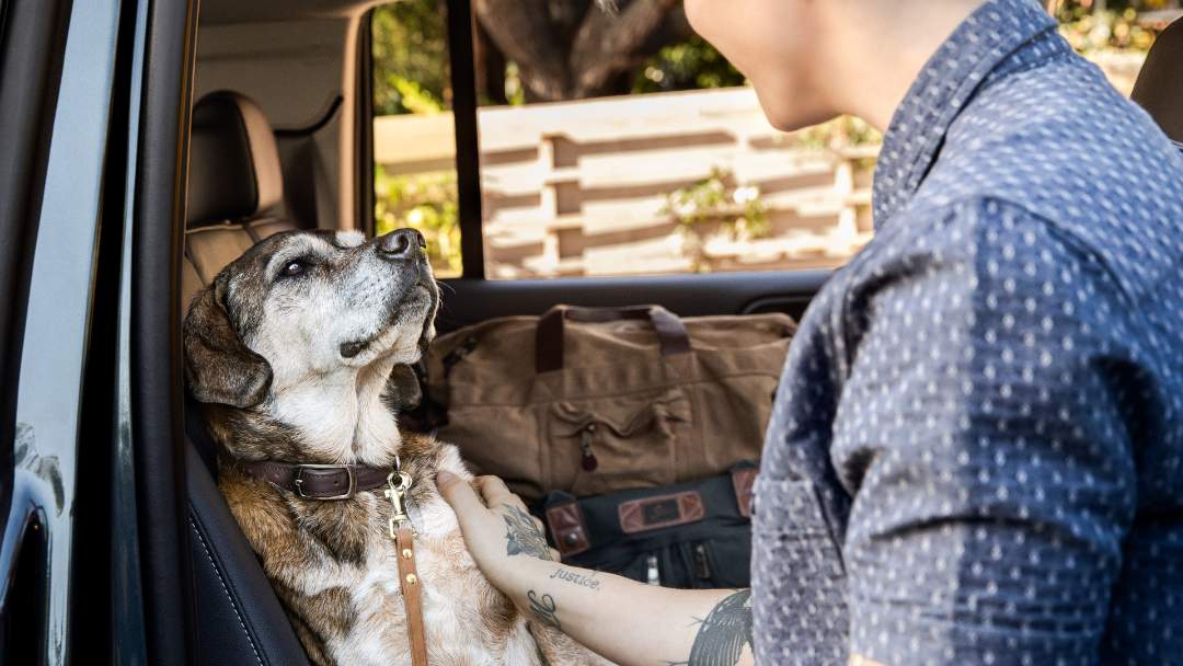 Senior Pet Month: Help aging pets | Banfield Pet Hospital®