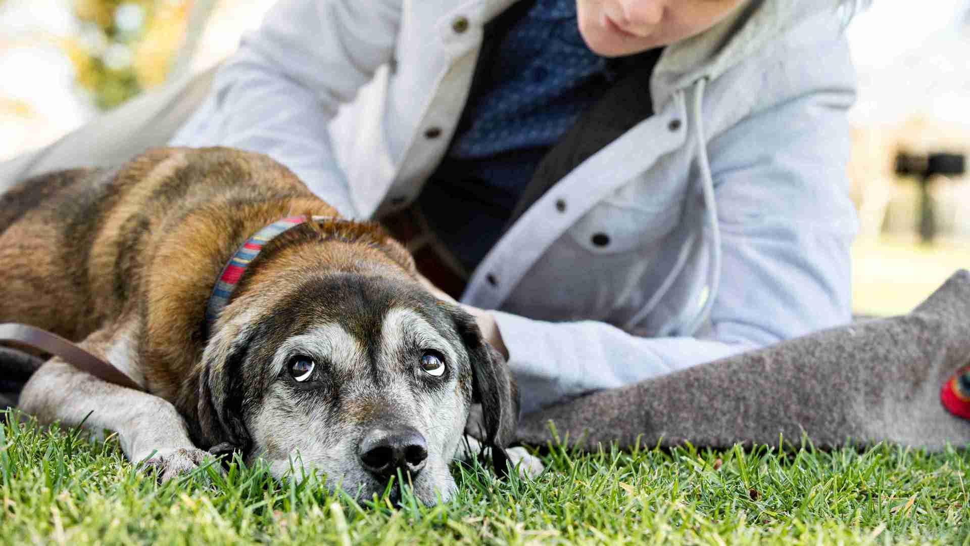 List of common pet poisons| Banfield Pet Hospital®