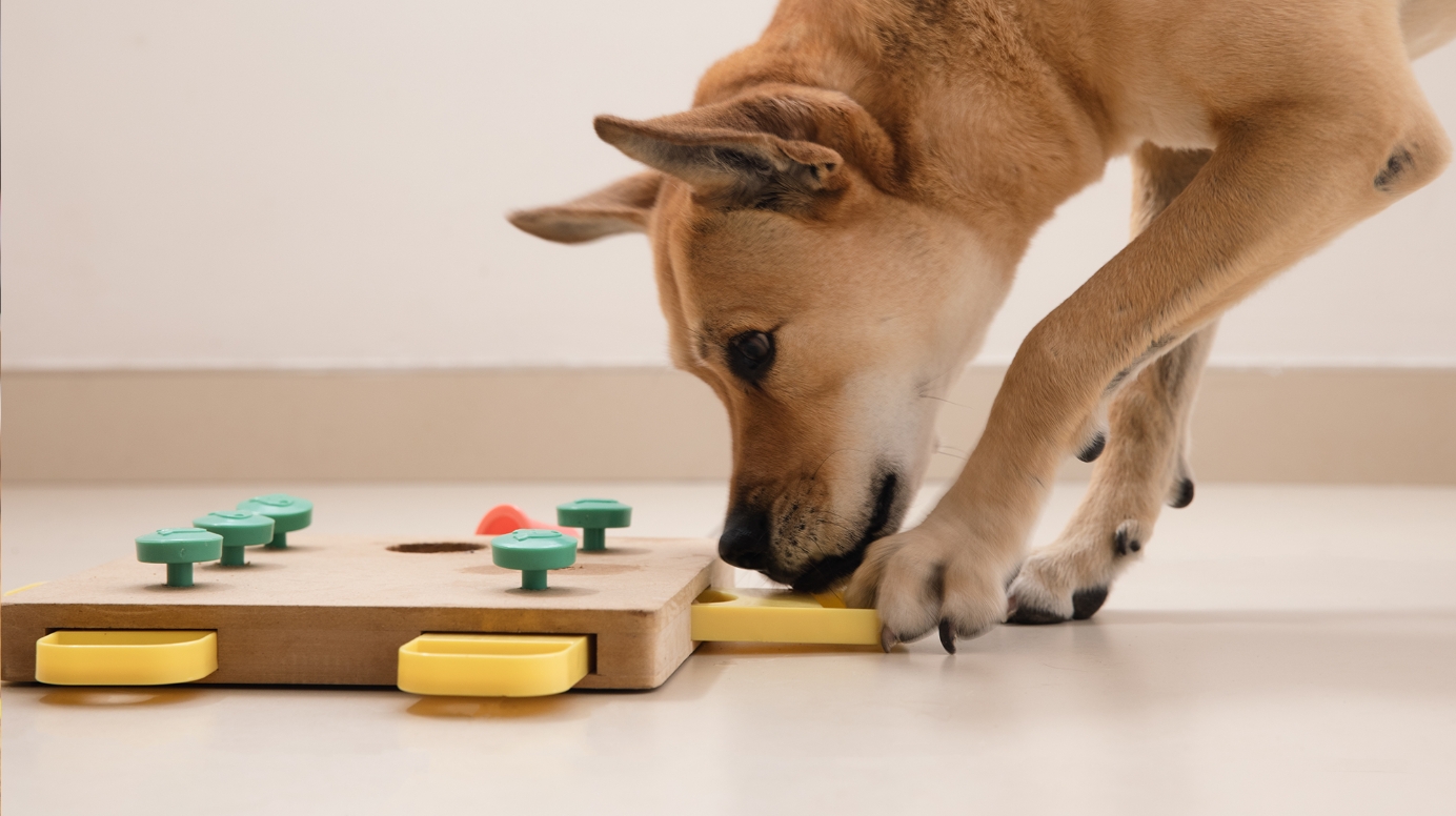 Veterinarians and quality petcare | Banfield Pet Hospital®