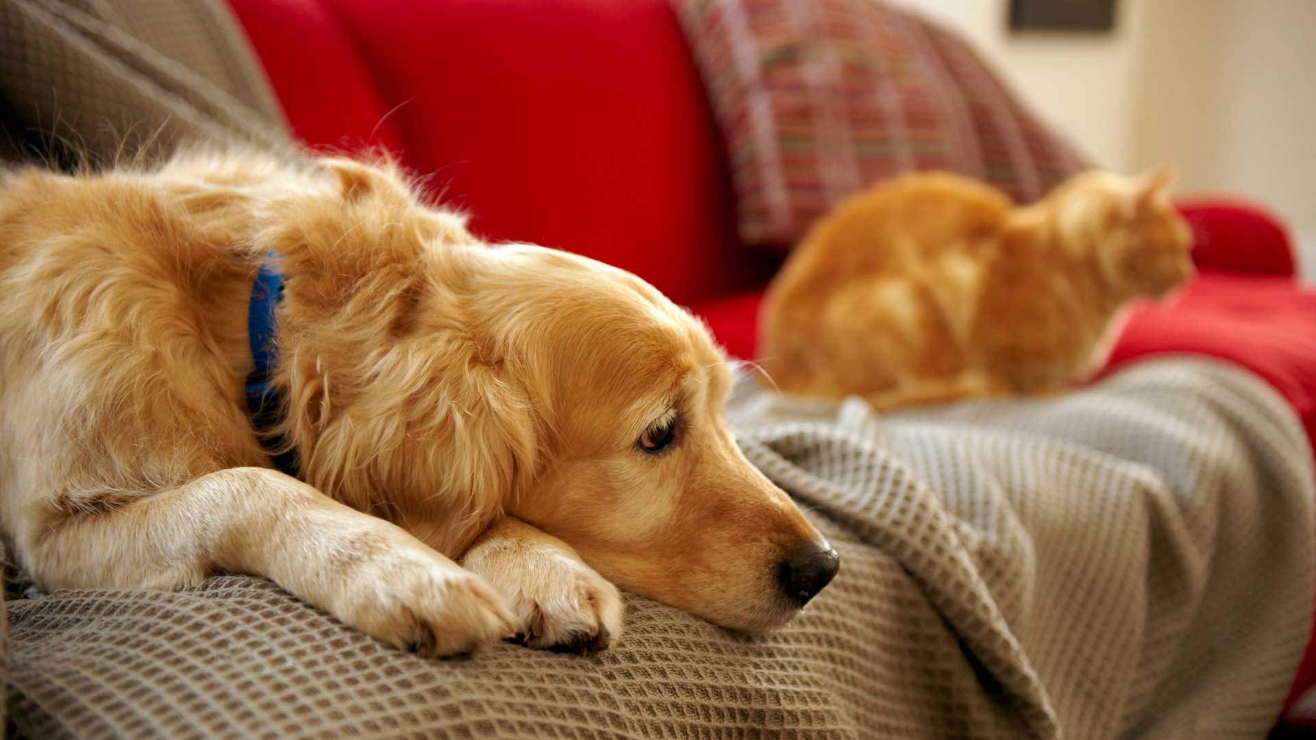 Veterinarians and quality petcare | Banfield Pet Hospital®