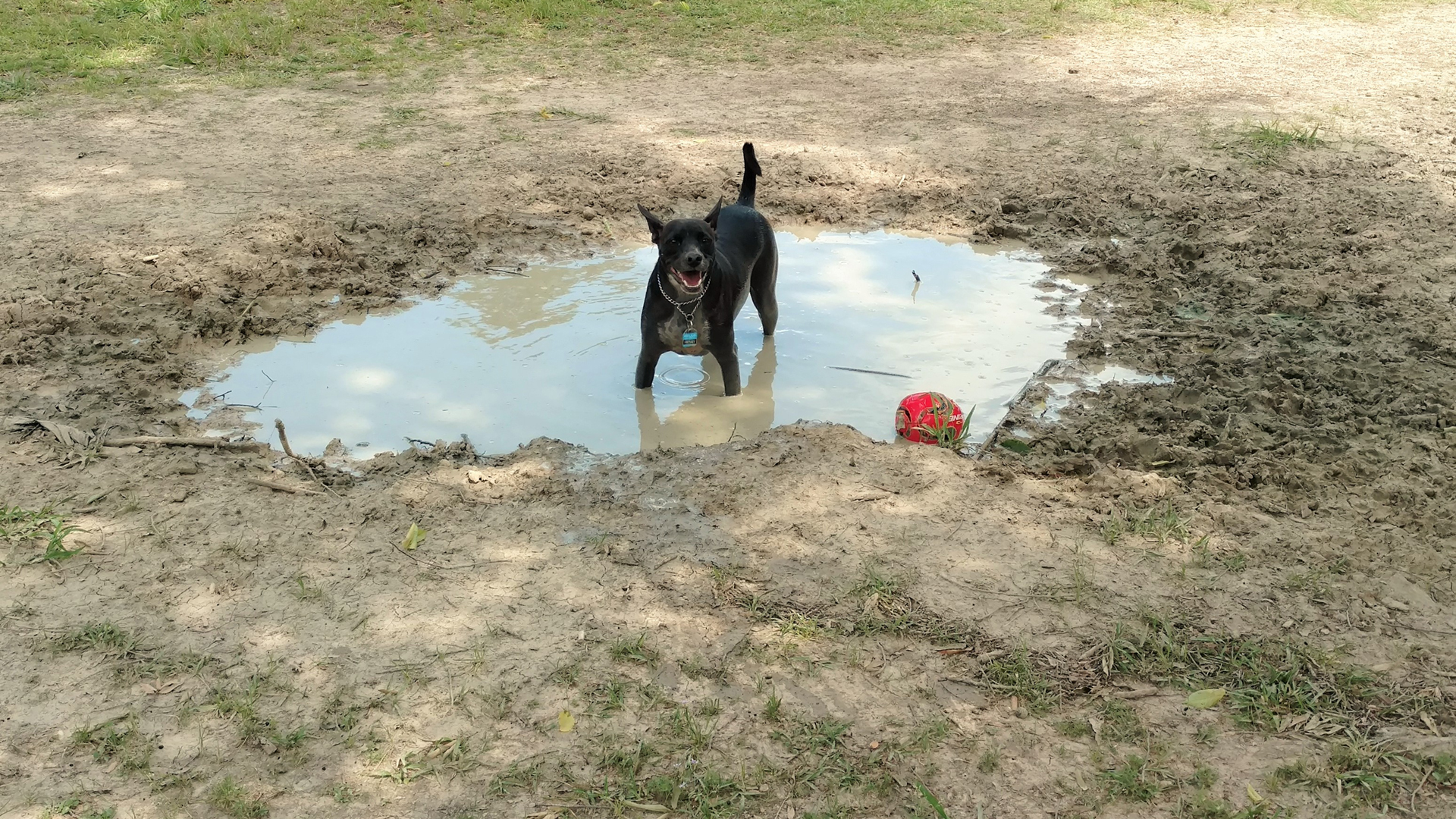 Veterinarians and quality petcare | Banfield Pet Hospital®