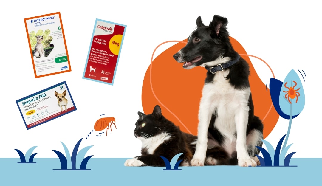 Veterinarians and quality petcare | Banfield Pet Hospital®