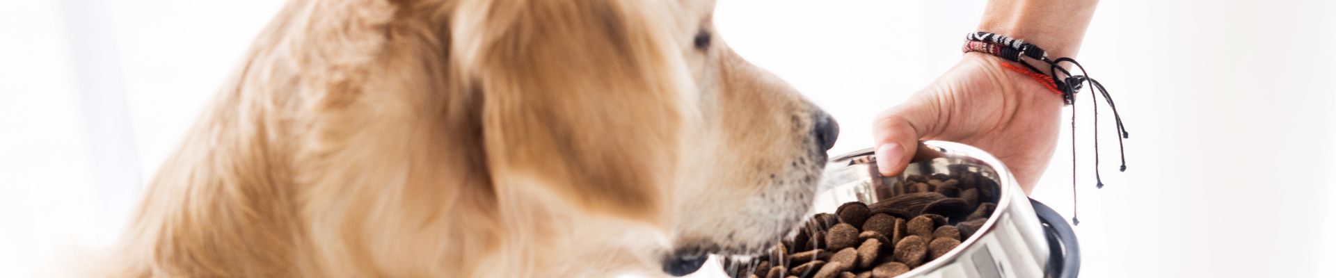 How to feed your dog | Banfield Pet Hospital®