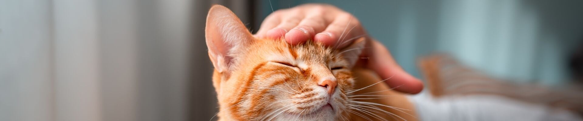 Ear care for cats | Banfield Pet Hospital®