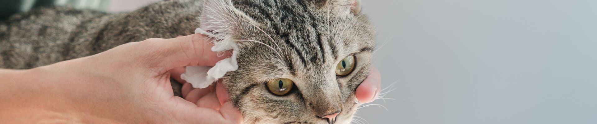 How to clean cat ears | Banfield Pet Hospital®
