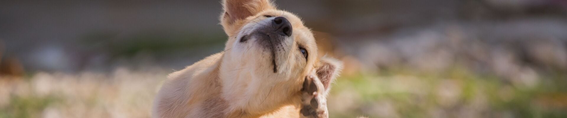 Why is my dog scratching their ear? | Banfield Pet Hospital®