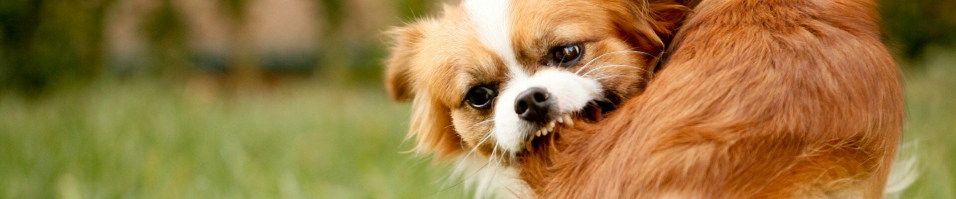 Sarcoptic mange in cats and dogs | Banfield Pet Hospital®