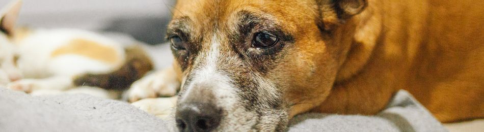 dog roundworms contagious to humans