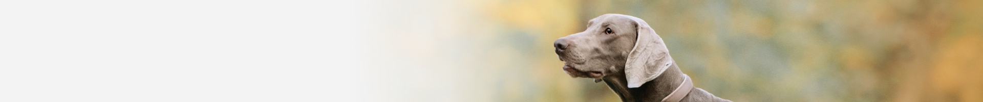 Search Results | Banfield Pet Hospital®