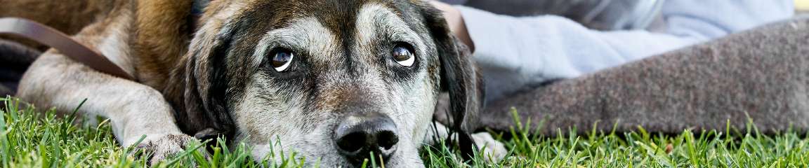 Saying goodbye to your dog | Banfield Pet Hospital®