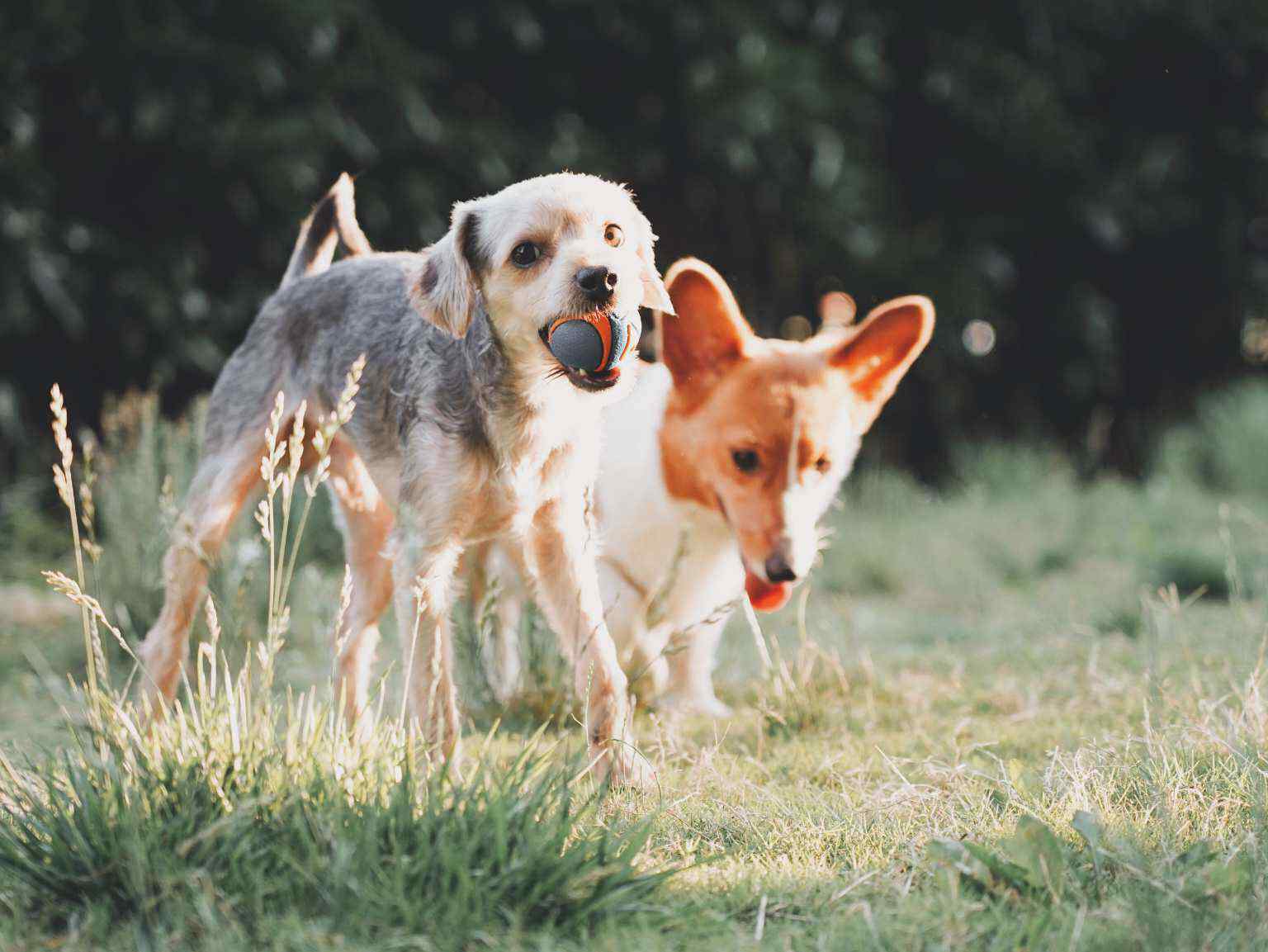 How to safely socialize a puppy| Banfield Pet Hospital®